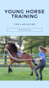 Training a Young Horse: Activities & Tips