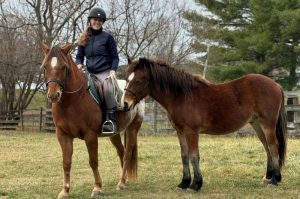 Training a Young Horse: Activities & Tips