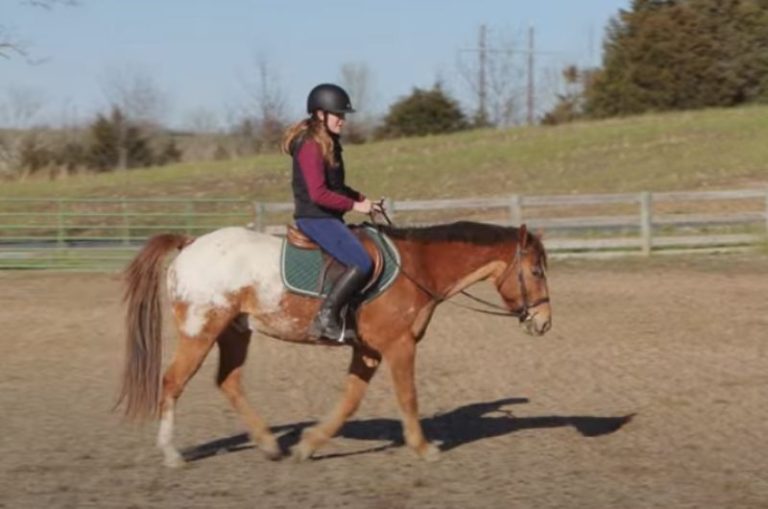Getting Your Horse on the Bit: Step-By-Step Guide