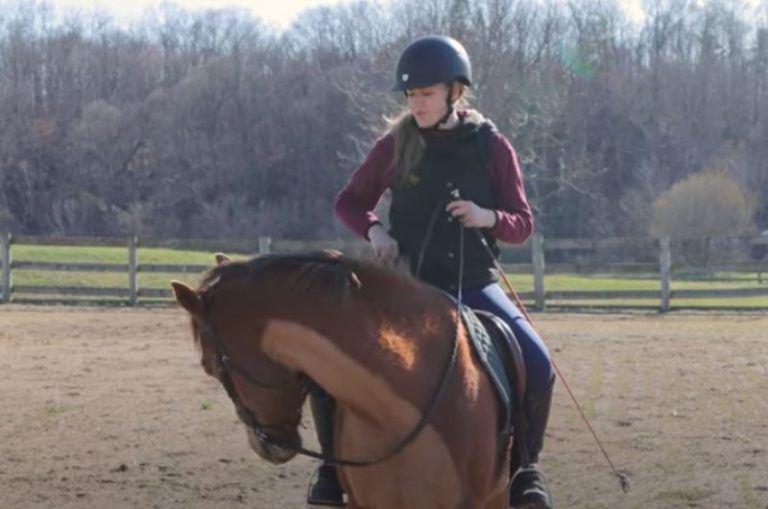 Getting Your Horse on the Bit: Step-By-Step Guide