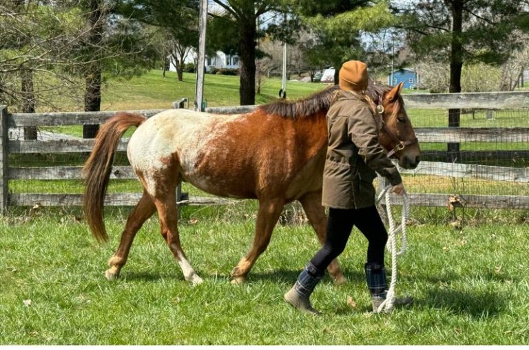 Equine Helper | Horseback Riding Tips, Tricks, and Gear