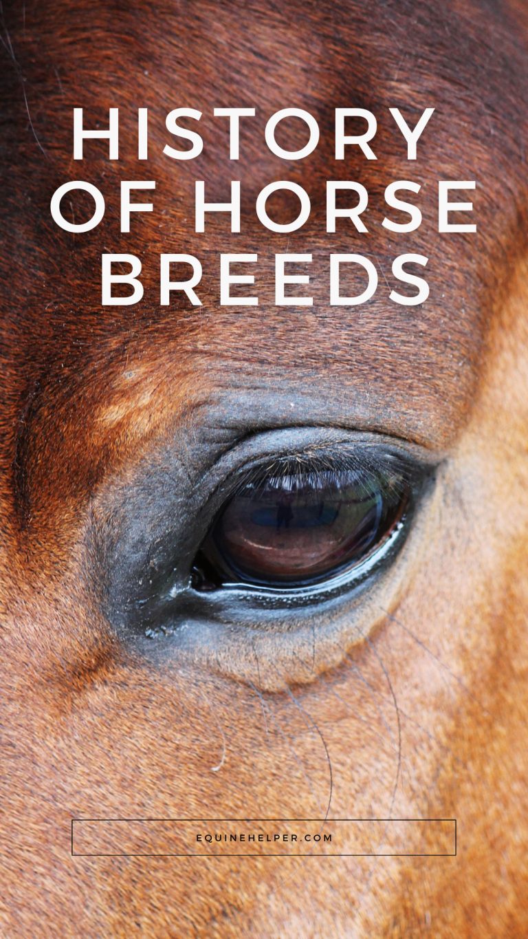 History Of Horse Breeds - Where They All Came From