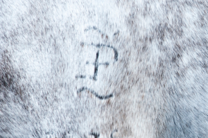 Horse Branding 101: Methods, Uses, & Safety