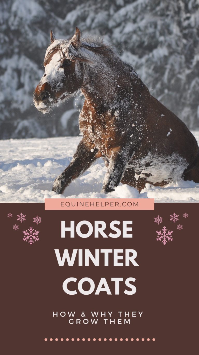 Horse Winter Coats: How & Why They Grow Them