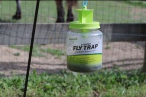 Testing DIY Fly Repellant Remedies for Horses