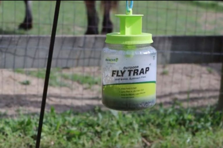 Testing DIY Fly Repellant Remedies for Horses