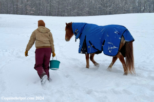 Horse Winter Coats: How & Why They Grow Them
