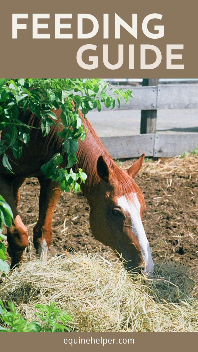 Feeding Horses Hay: Everything You Should Know