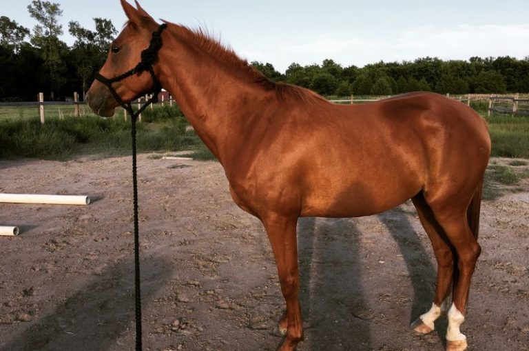 Chestnut Horse Facts: 11 Fun Facts You Didn’t Know!