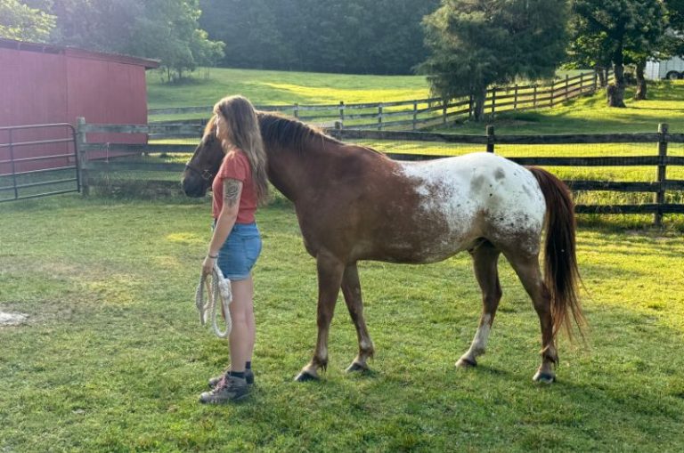 How to Lead a Horse: Beginner's Guide