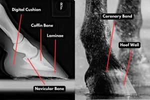 Caring for a Horse’s Hooves: The Ultimate Hoof Care Guide