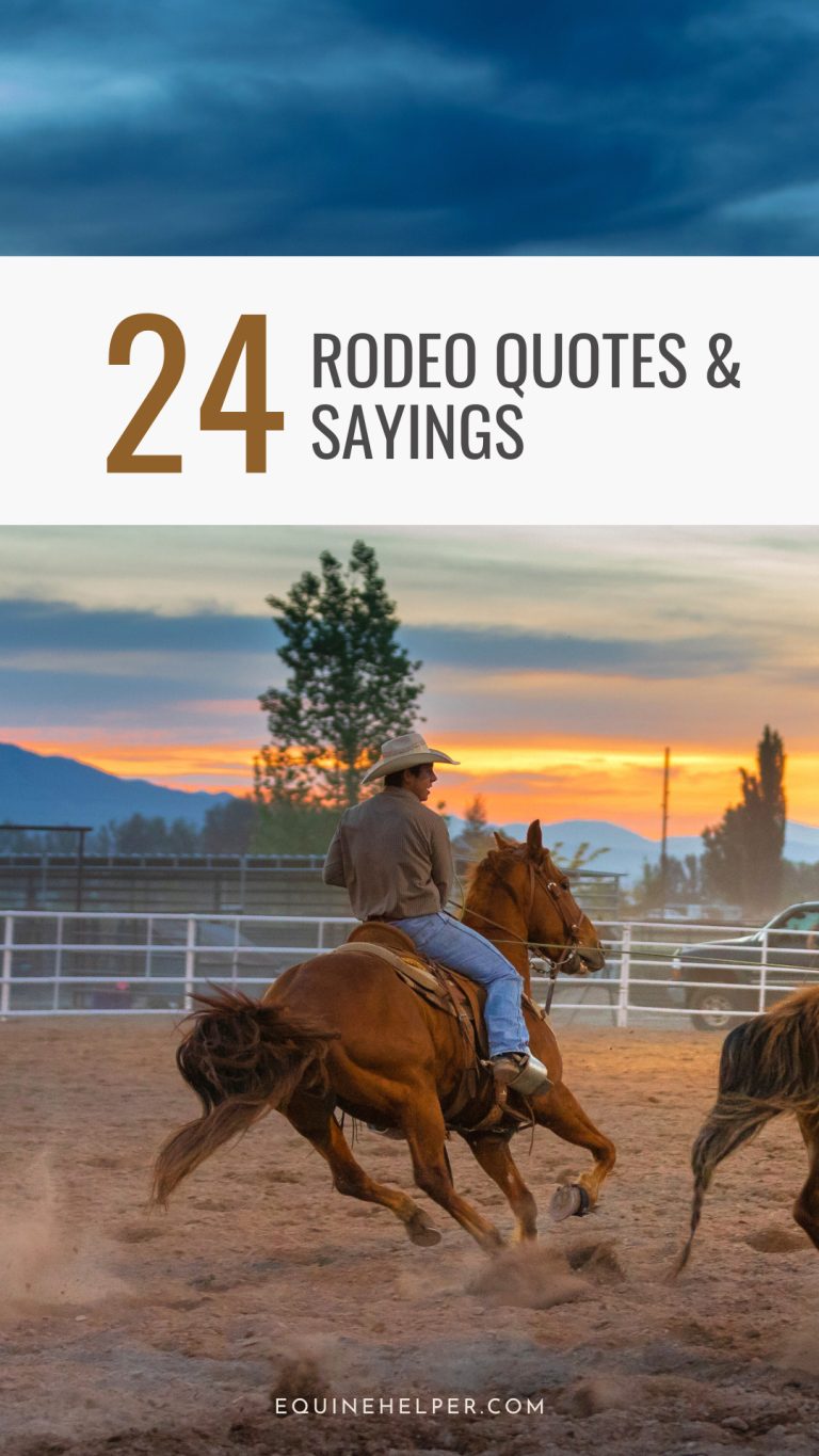 24 Top Rodeo Quotes & Sayings (Picked by an Equestrian)