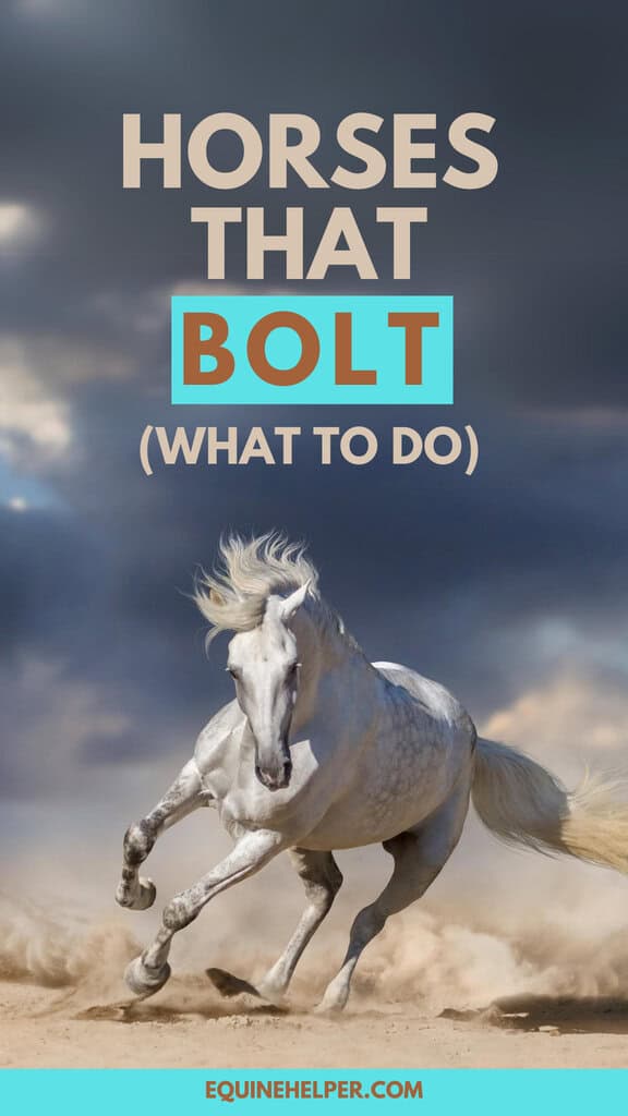 What to Do if Your Horse Bolts: Step-By-Step Guide