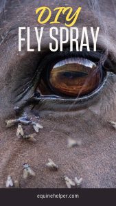 Testing DIY Fly Repellant Remedies for Horses