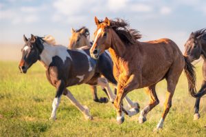 100 Big, Strong, Powerful Horse Names
