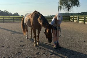 Essential Groundwork Exercises Every Equestrian Should Know