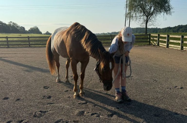 Essential Groundwork Exercises Every Equestrian Should Know