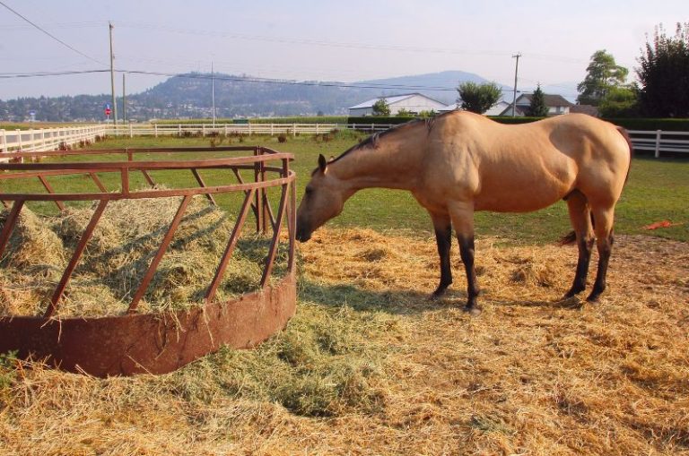 Caring for Horses in the Fall - Horse Care Guide