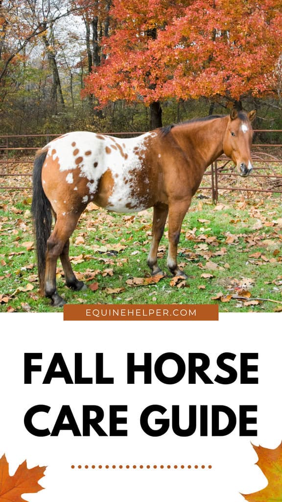 Caring for Horses in the Fall - Horse Care Guide