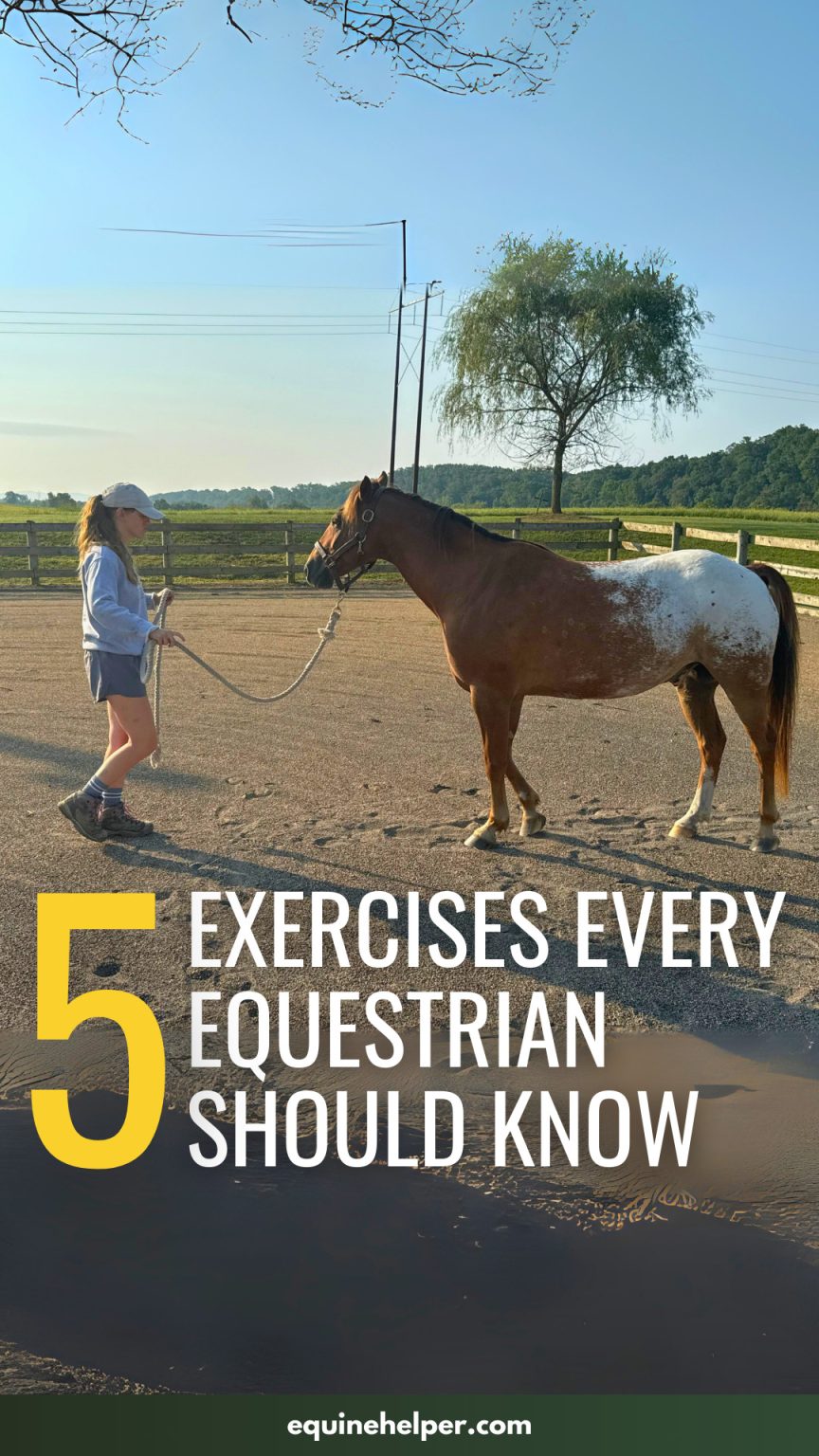 Essential Groundwork Exercises Every Equestrian Should Know