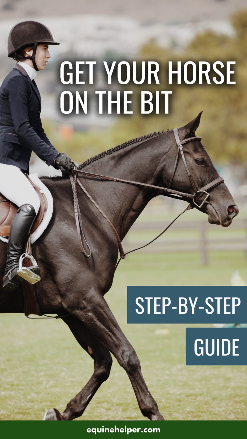 Getting Your Horse on the Bit: Step-By-Step Guide
