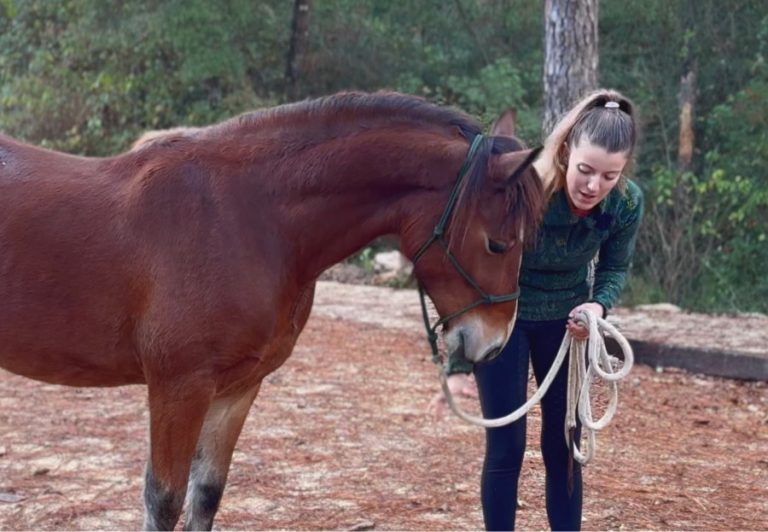 Groundwork Exercises For Horses 5 Best Exercises