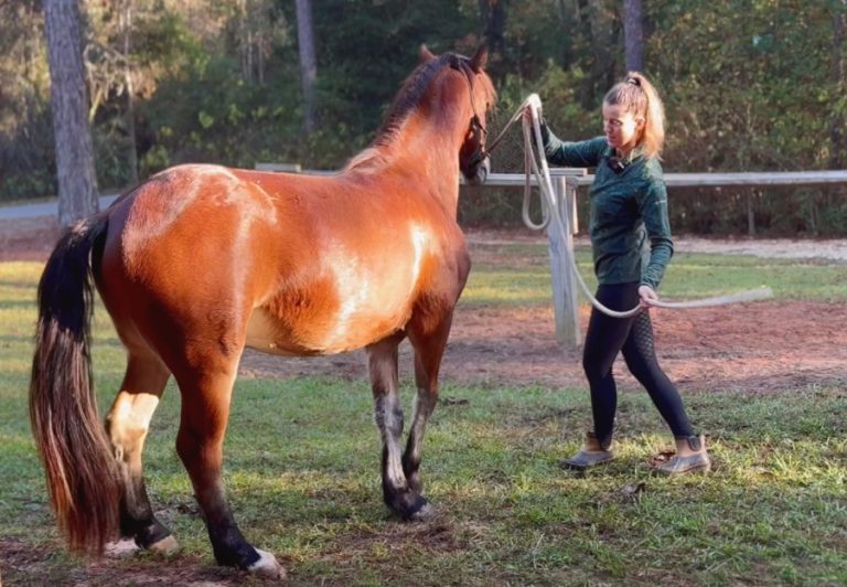 Groundwork Exercises For Horses: 5 Best Exercises