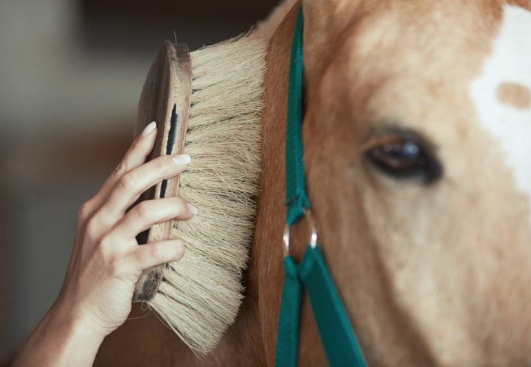 Equine Helper | Horseback Riding Tips, Tricks, and Gear