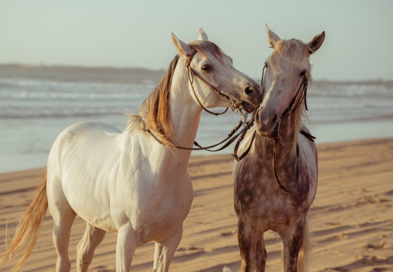 Equine Helper | Horseback Riding Tips, Tricks, and Gear